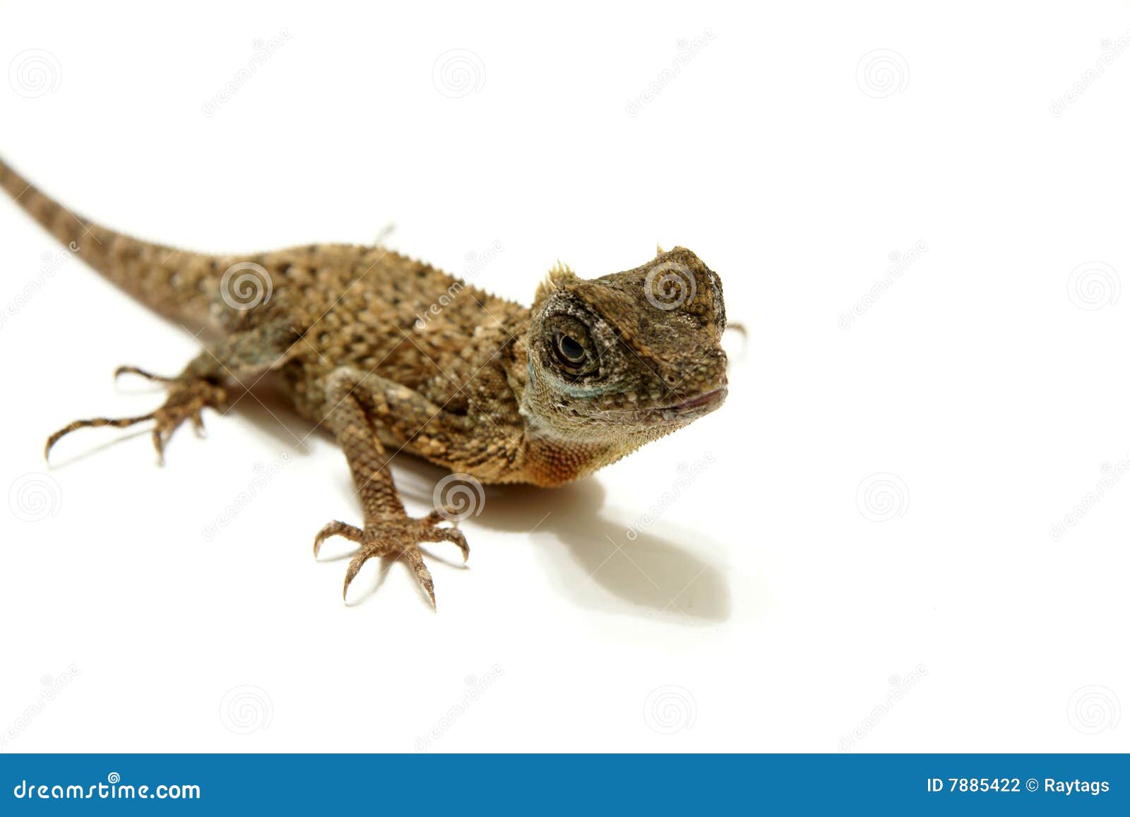 Dragon Lizard stock photo. Image of grainy, cameleon, reptilian - 7885422