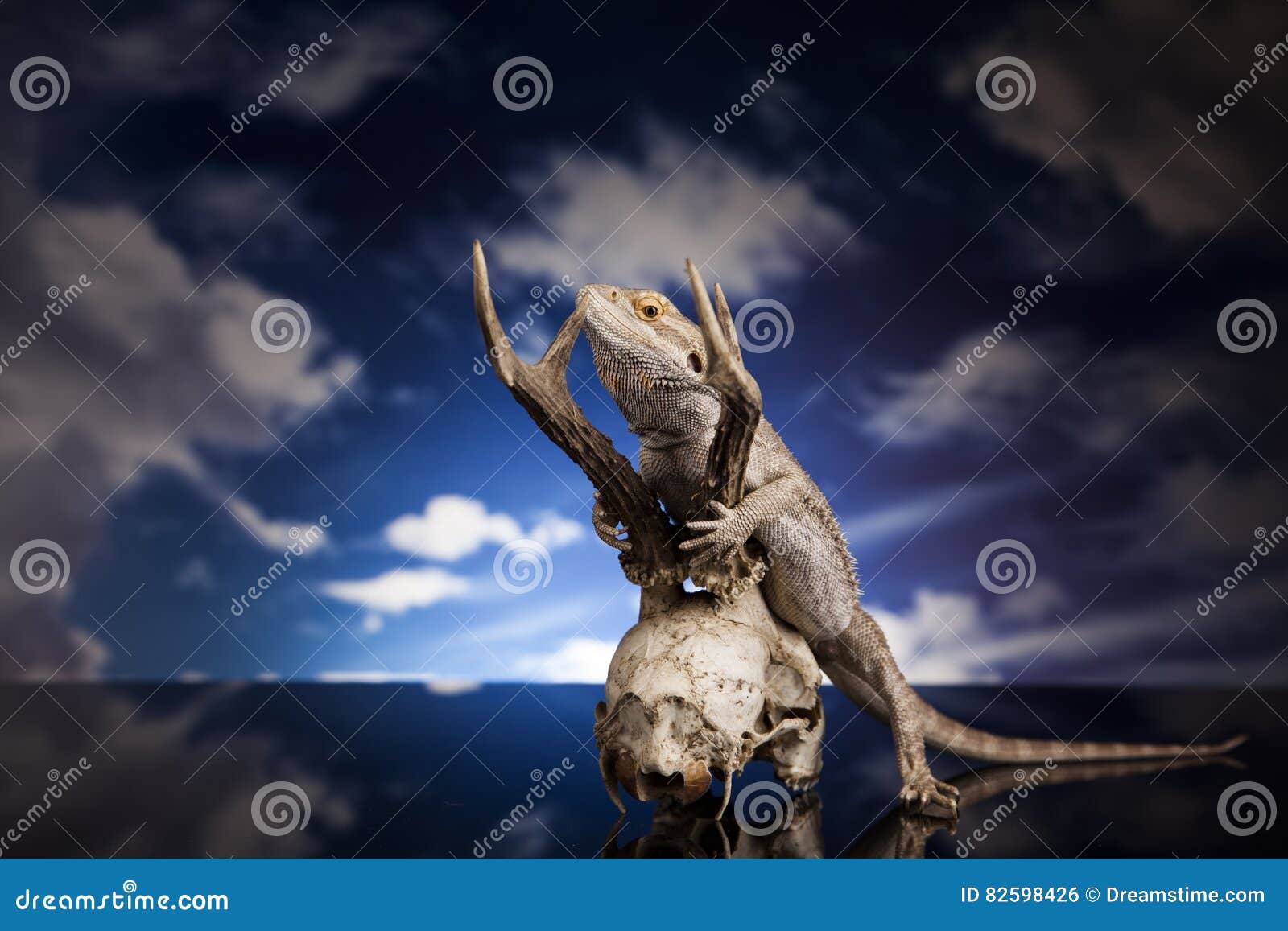 Dragon Lizard fotografia stock. Immagine di cranio, seduta - 82598426