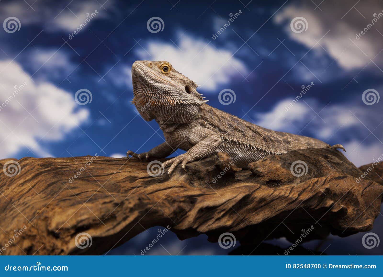 1,311 Lizard Clouds Stock Photos - Free & Royalty-Free Stock Photos ...