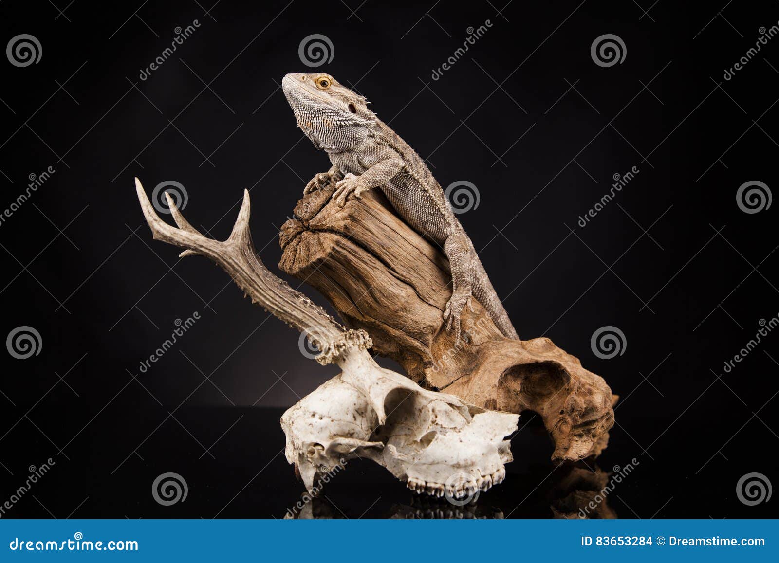 Dragon Lizard and Deer Skull Stock Photo - Image of spikes, next: 83653284