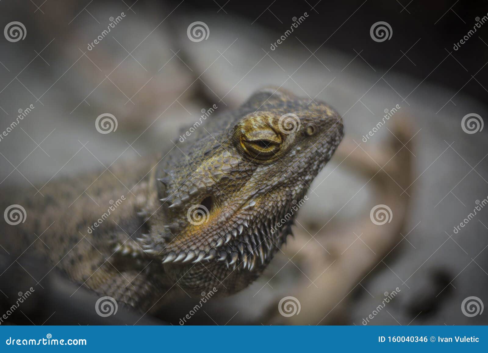 Dragon lizard stock photo. Image of colors, head, belgrade - 160040346