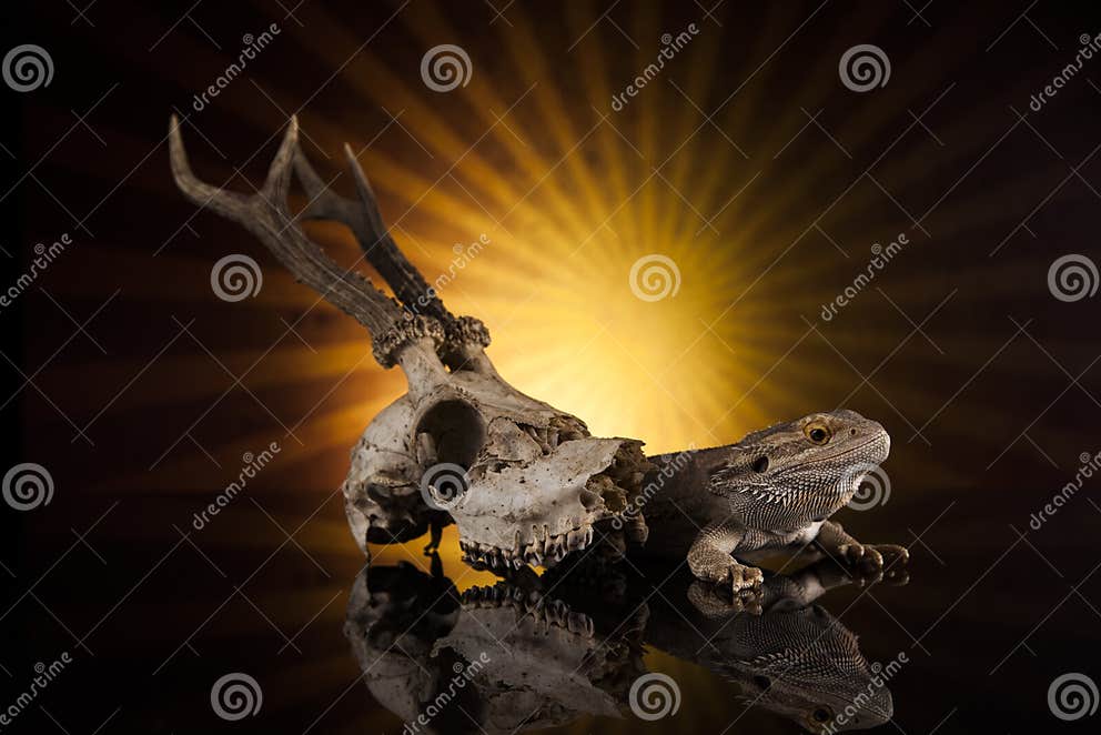 Dragon Lizard Next Deer Skull Stock Photo - Image of lizard, reflection ...
