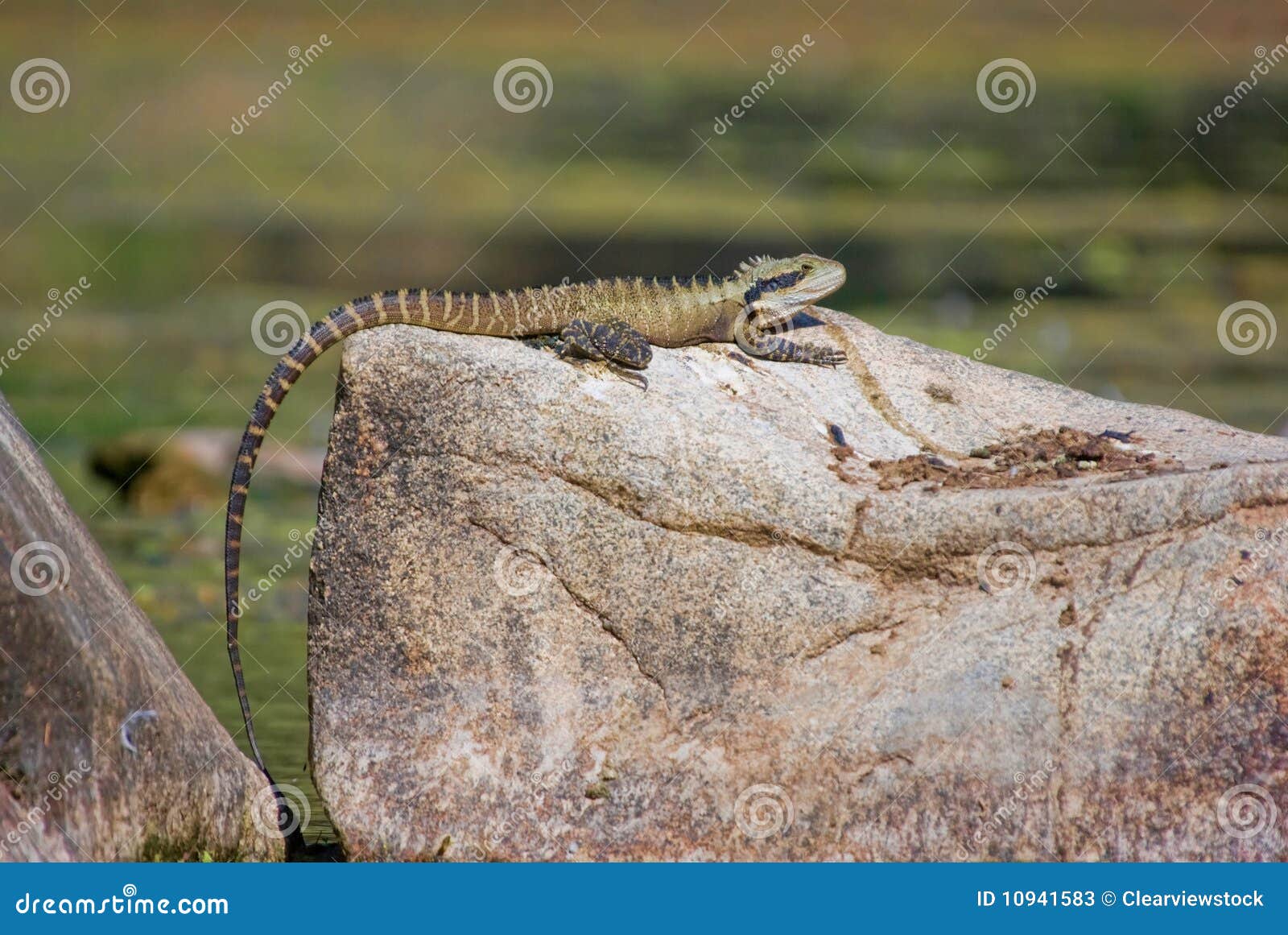 Dragon lizard on rock stock image. Image of reptile, animal - 10941583