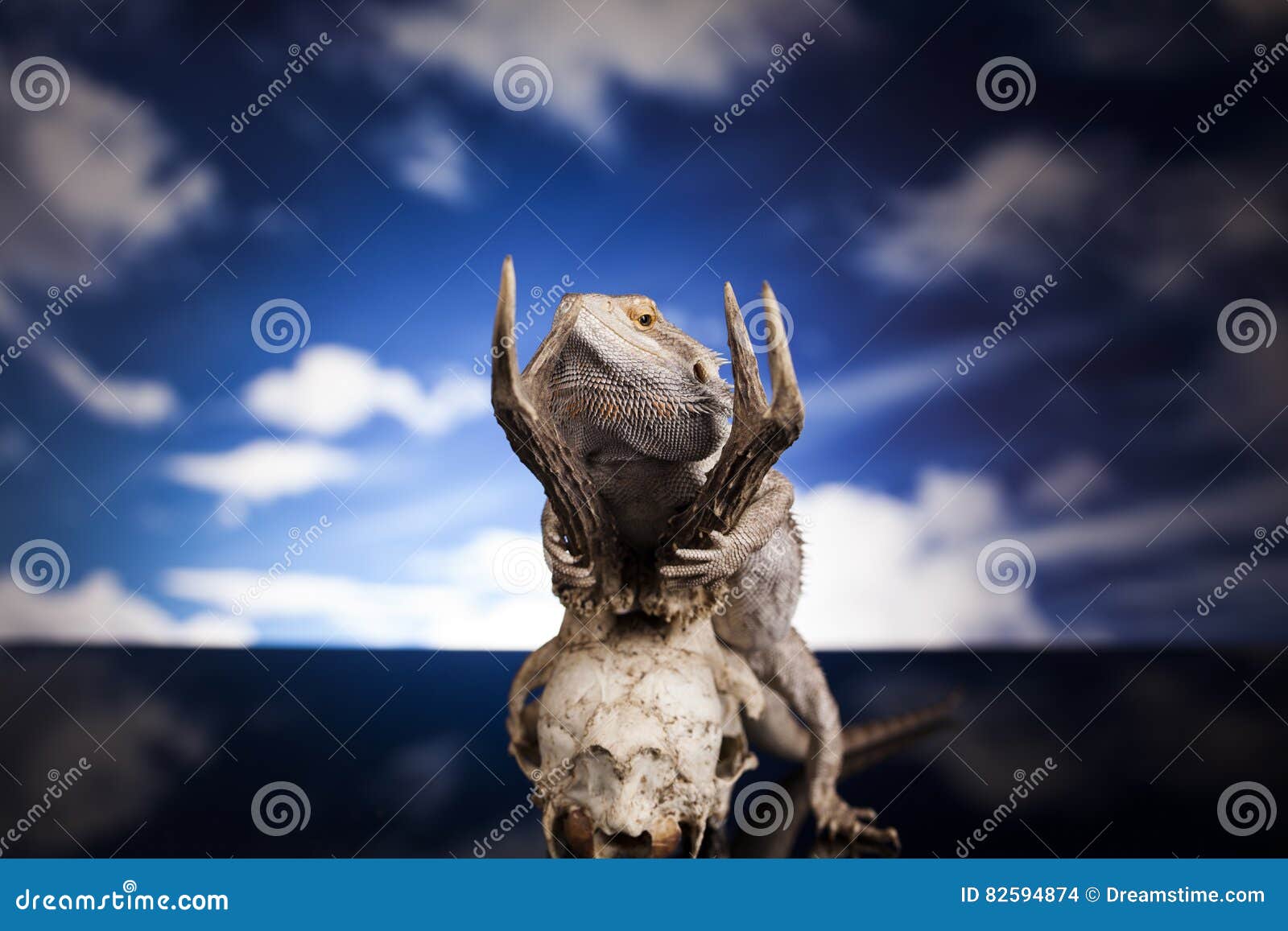Dragon lizard stock photo. Image of lizard, dragon, deer - 82594874