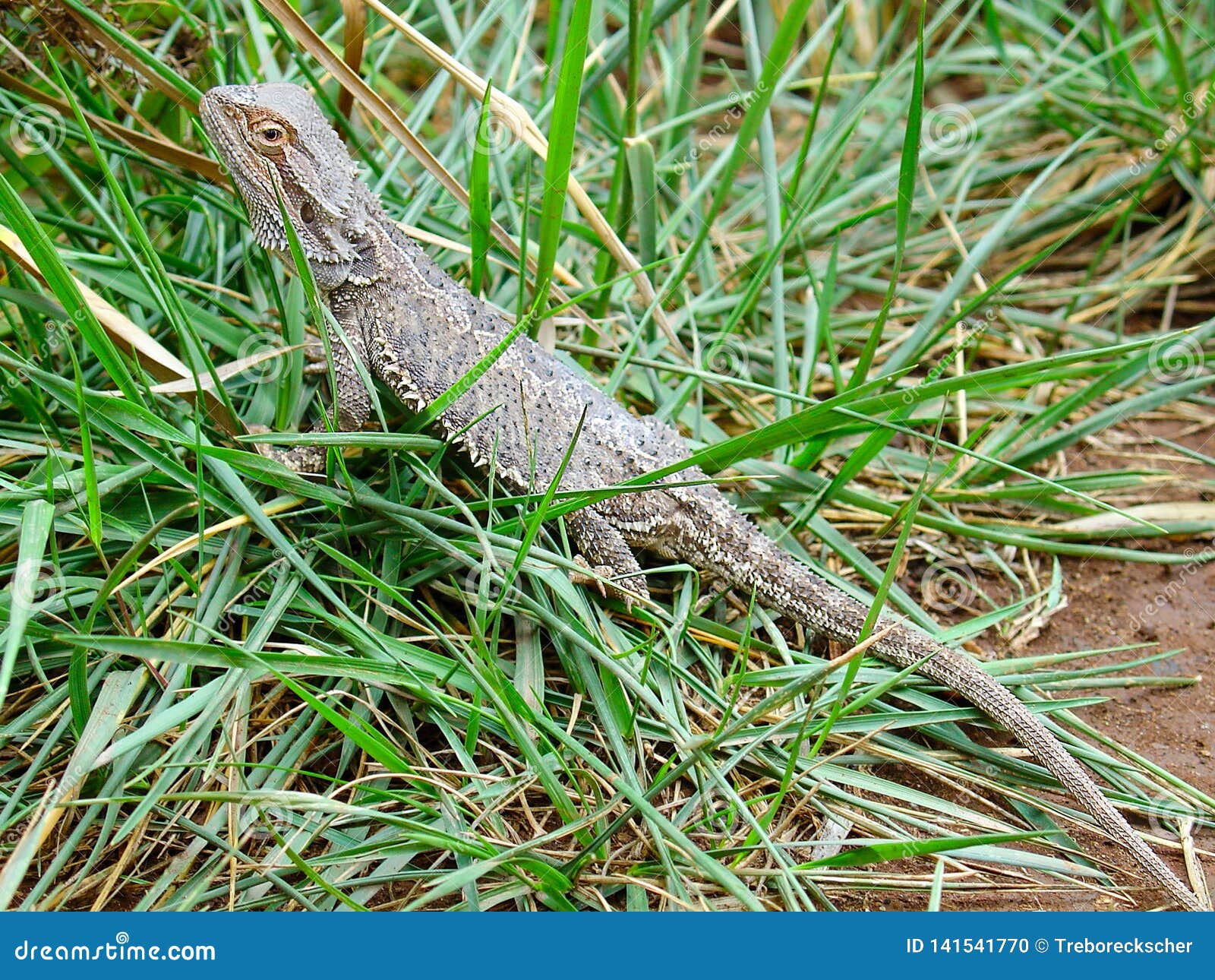 Dragon lizard in the grass stock photo. Image of hunter - 141541770