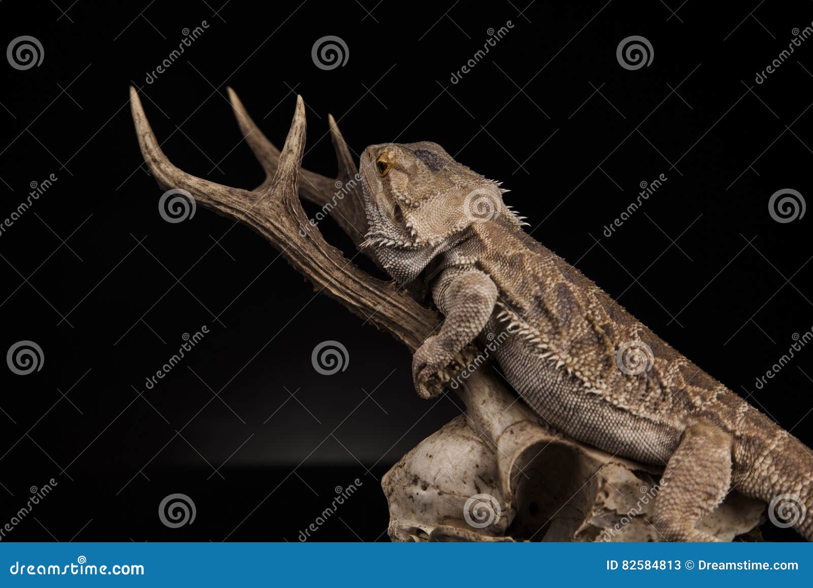 Dragon lizard on the skull stock image. Image of black - 82584813