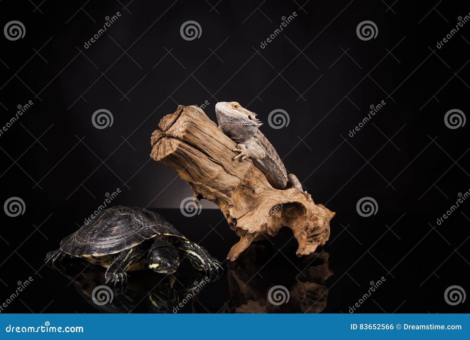Dragon lizard and turtle stock photo. Image of reptile - 83652566