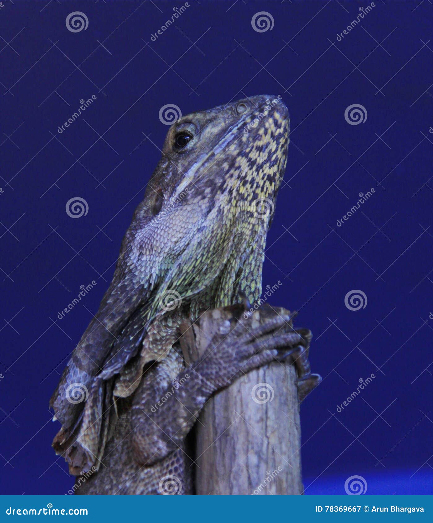 Dragon Lizard stock image. Image of wizard, gecko, lizard - 78369667