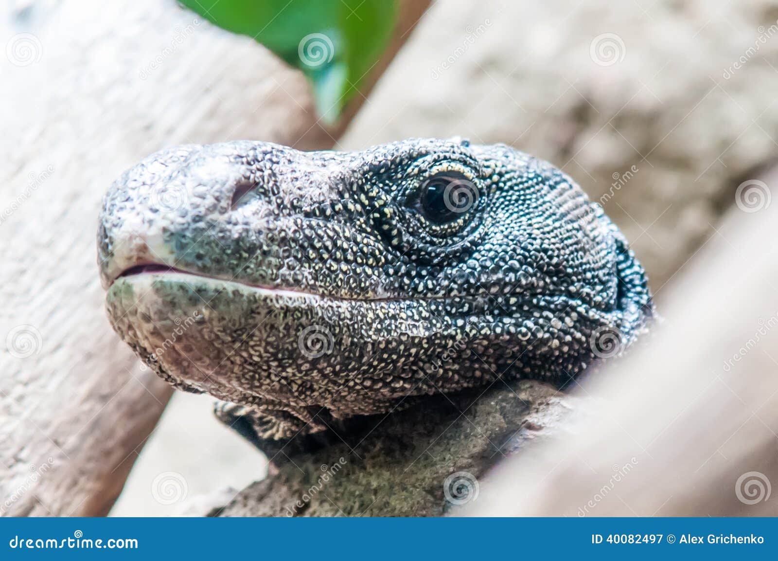Dragon lizzard portrait stock image. Image of head, cuba - 40082497