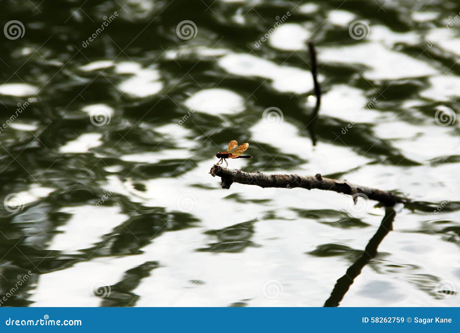 A dragon in the pond stock image. Image of burnet, center - 58262759