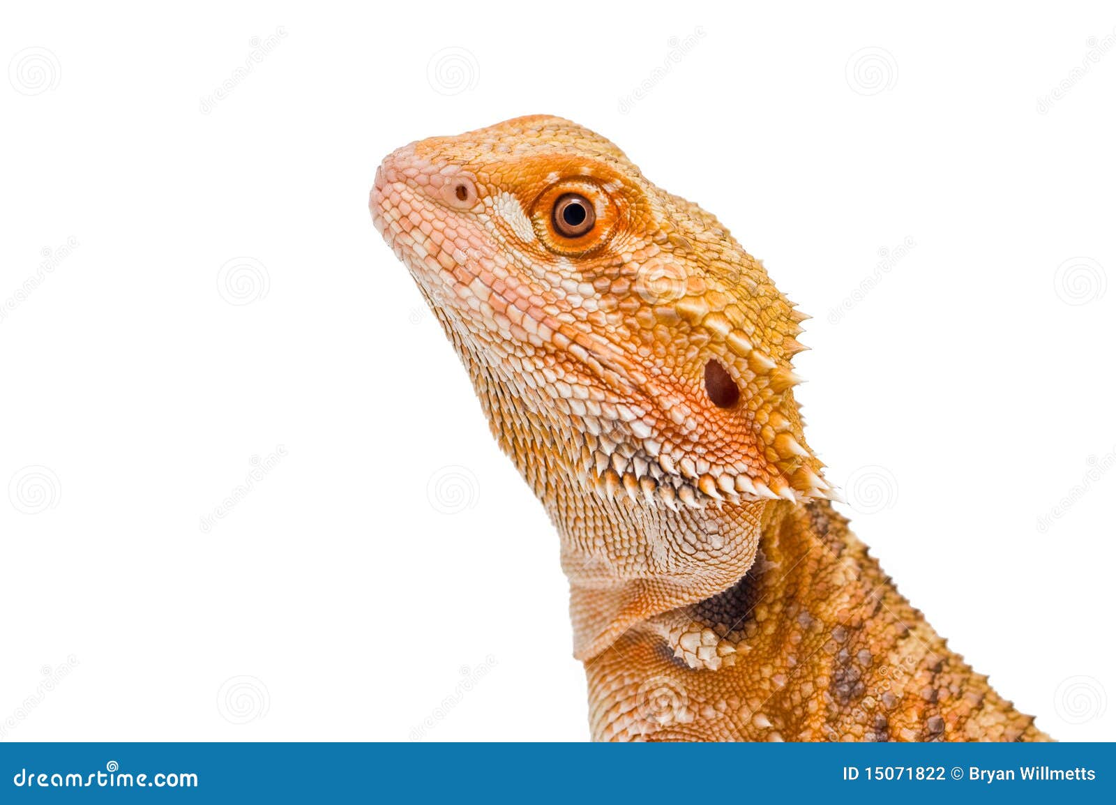 Dragon Portrait stock photo. Image of species, closeup - 15071822