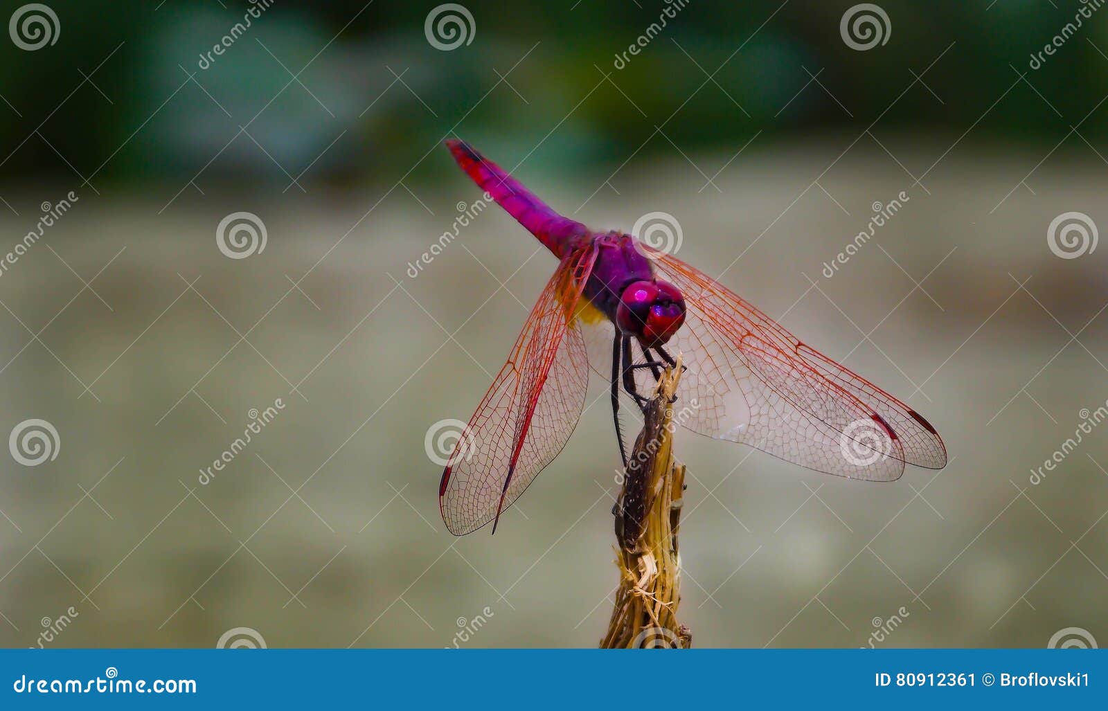 Dragon`s rest stock image. Image of dragonfly, majestic - 80912361