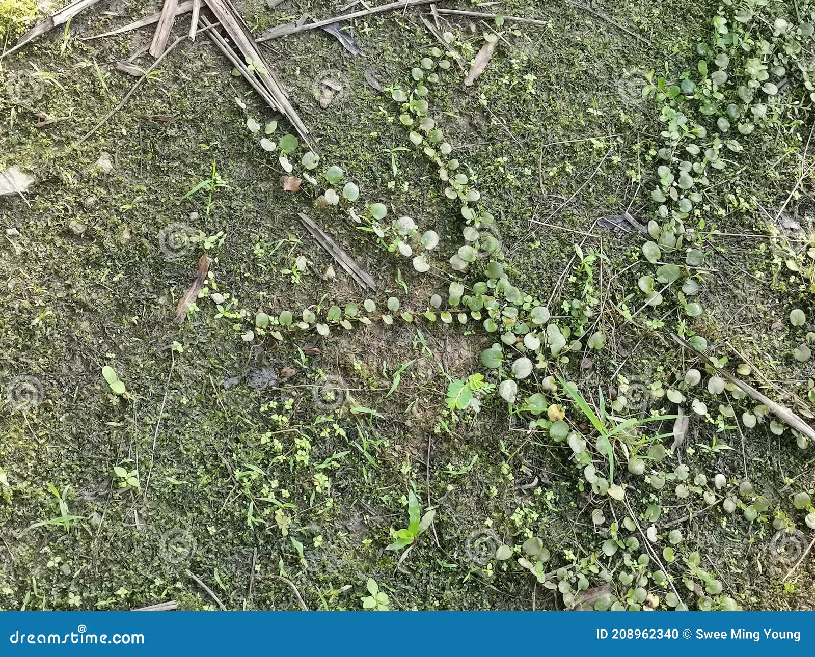 The Dragon S Scale Fern Crawling on the Ground Stock Photo - Image of ...
