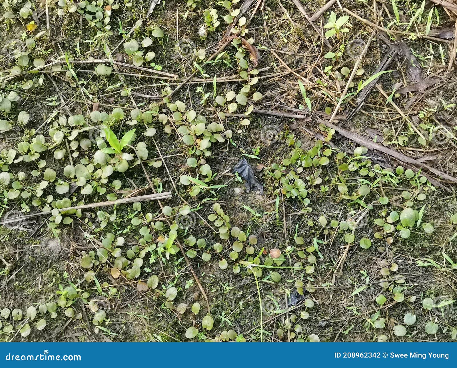 The Dragon S Scale Fern Crawling on the Ground Stock Photo - Image of ...