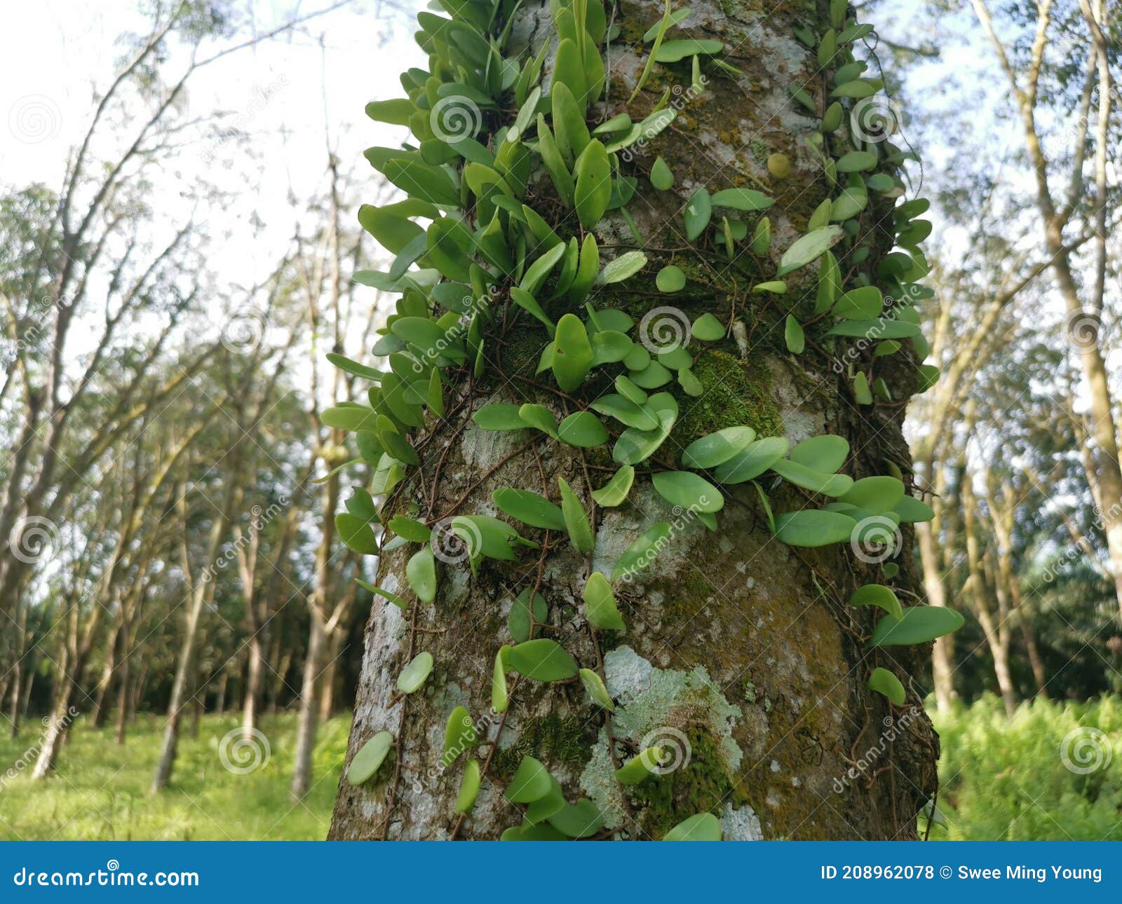 The Dragon S Scale Fern Crawling on the Tree Bark. Stock Photo - Image ...