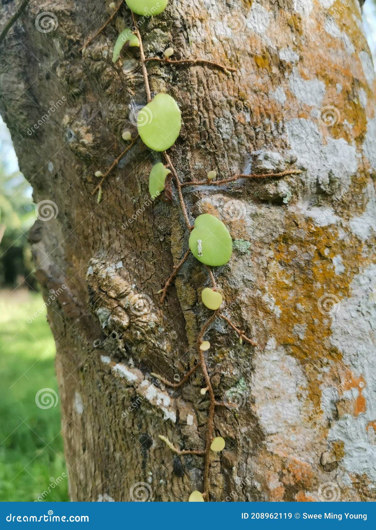 The Dragon S Scale Fern Crawling on the Tree Bark. Stock Image - Image ...