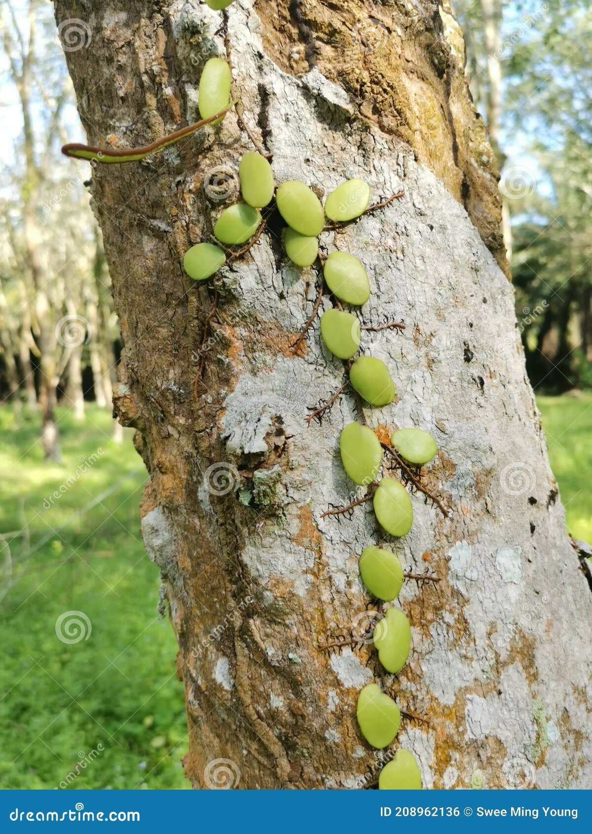 The Dragon S Scale Fern Crawling on the Tree Bark. Stock Photo - Image ...