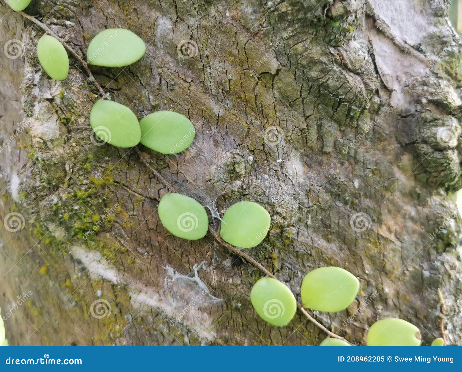 The Dragon S Scale Fern Crawling on the Tree Bark. Stock Image - Image ...