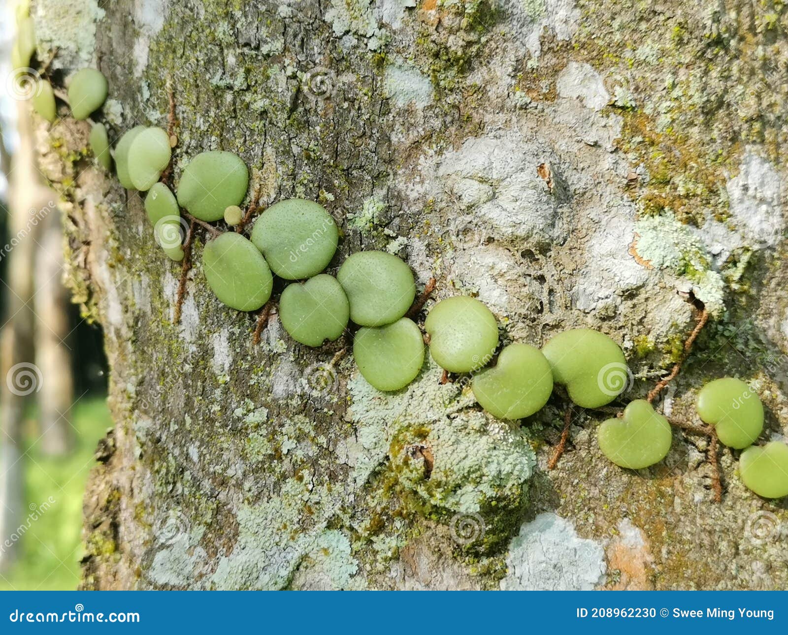 The Dragon S Scale Fern Crawling on the Tree Bark. Stock Photo - Image ...
