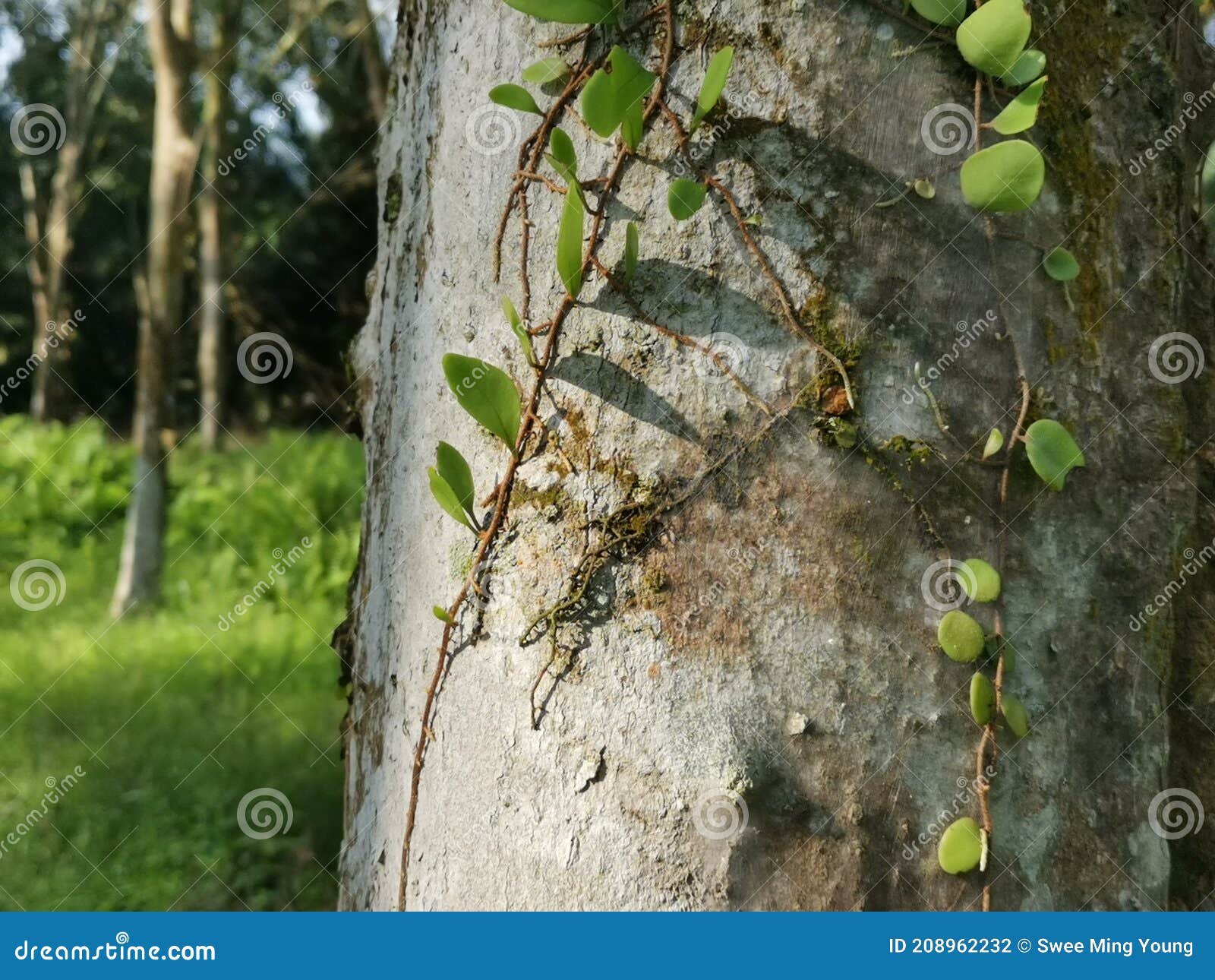 The Dragon S Scale Fern Crawling on the Tree Bark. Stock Photo - Image ...