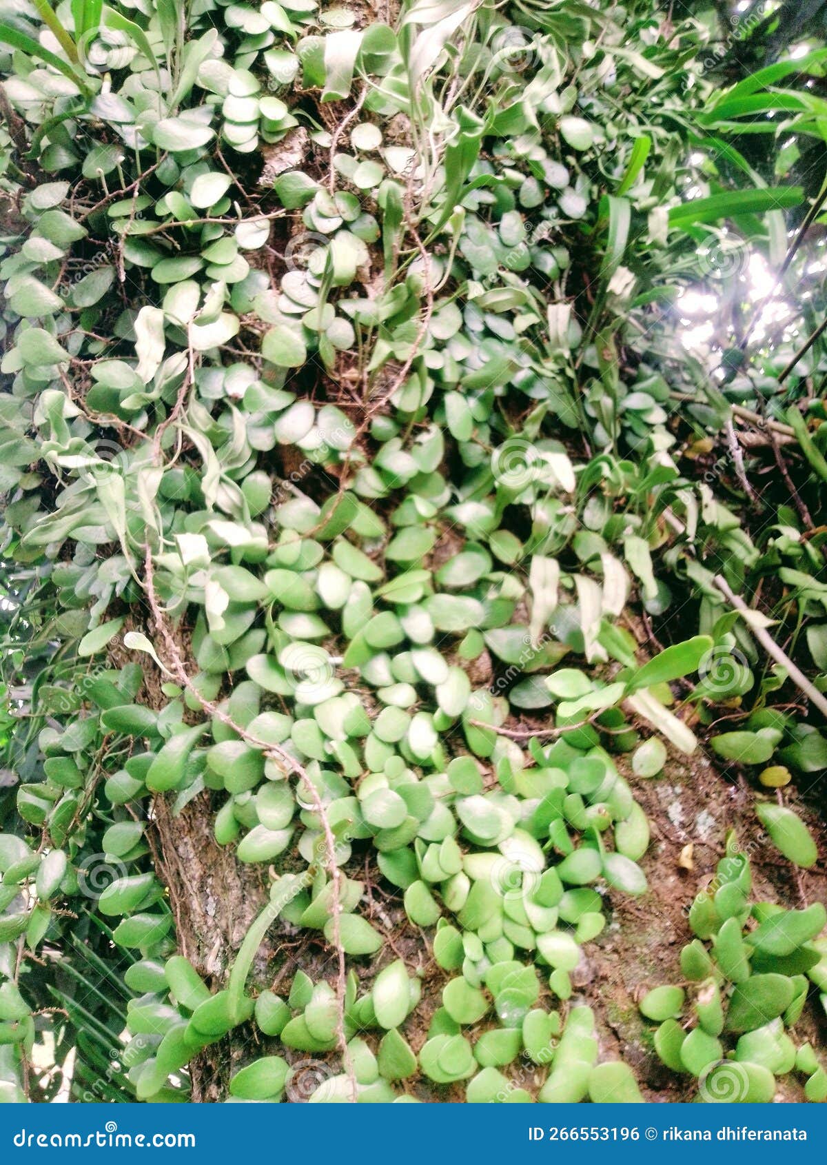 Dragon scale leaf tree stock photo. Image of alternative - 266553196