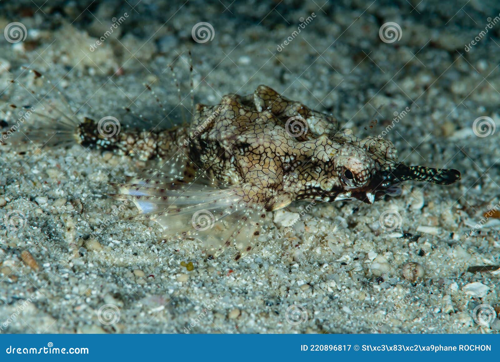 Dragon sea moth stock image. Image of colorful, draconis - 220896817