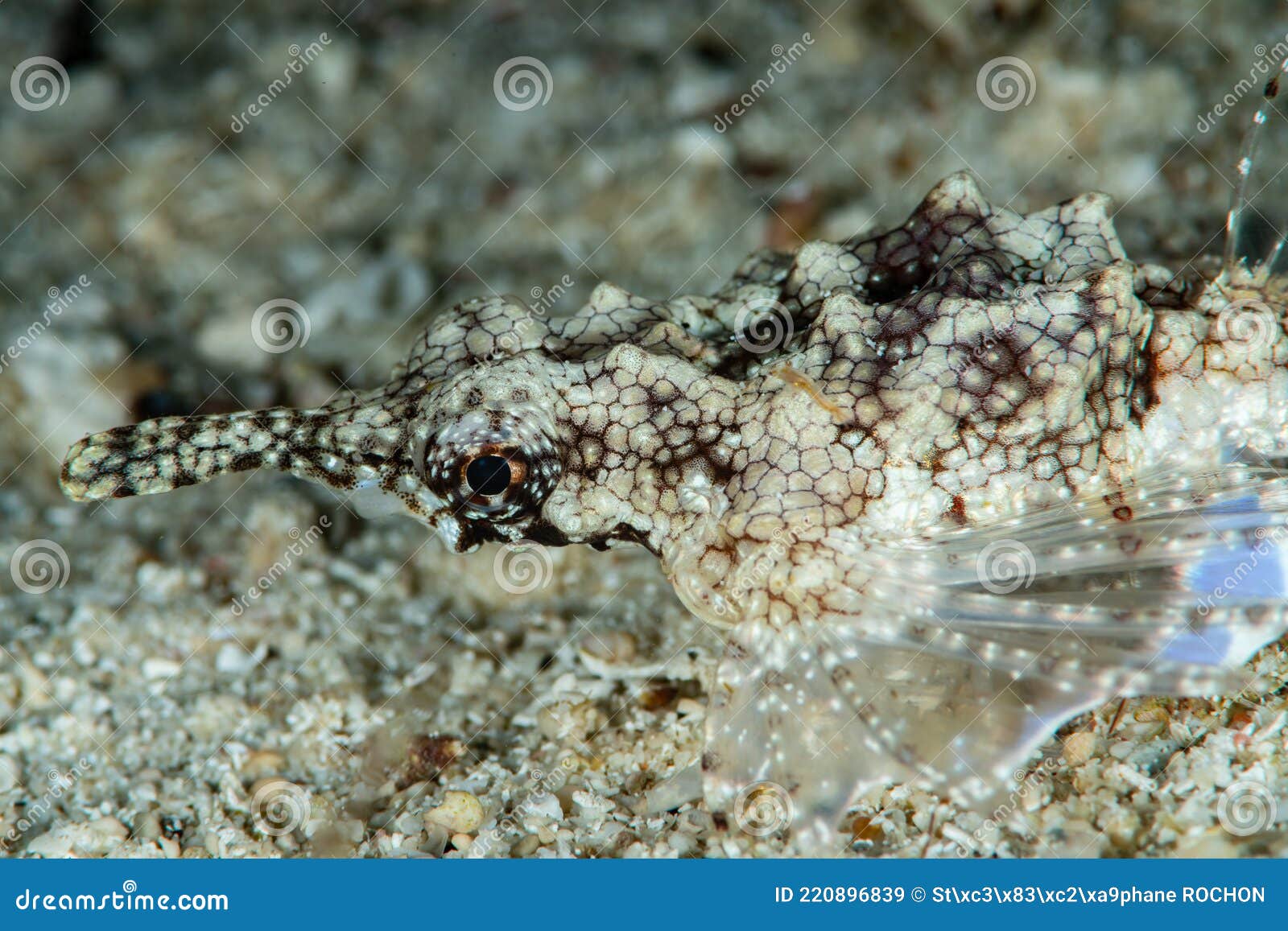 Dragon sea moth stock image. Image of island, eurypegasus - 220896839