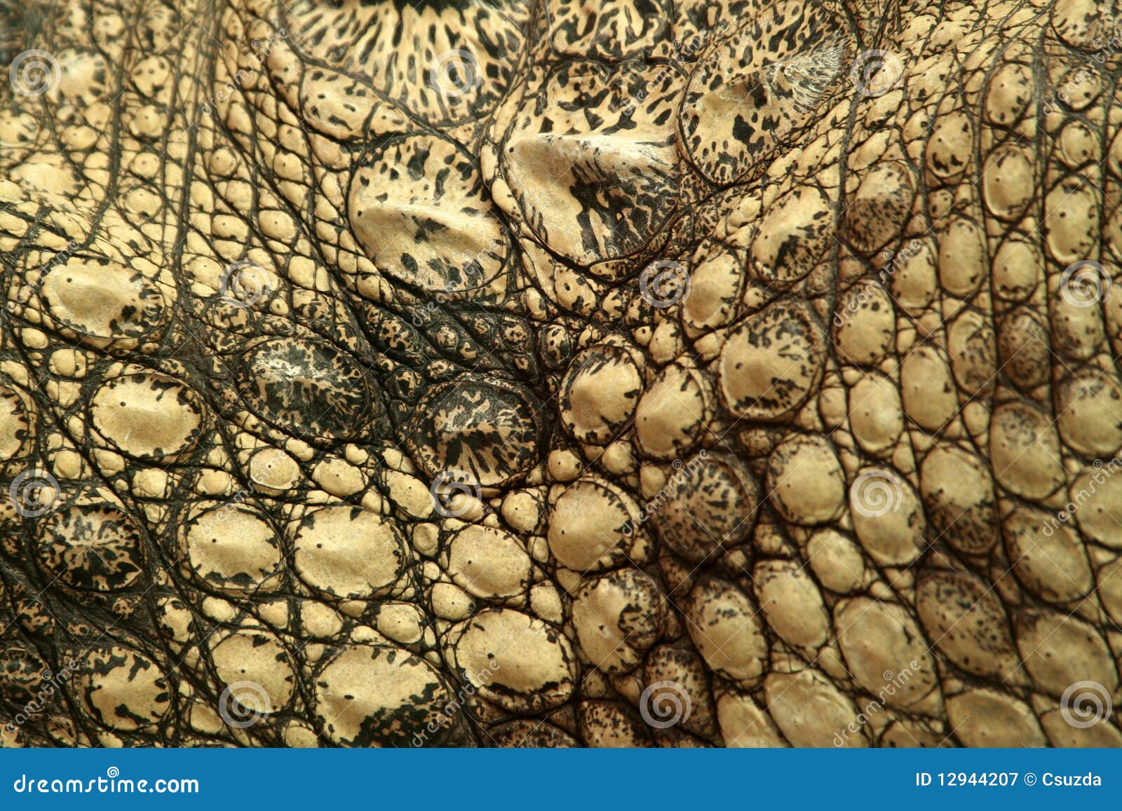 Dragon skin stock image. Image of alligator, dangerous - 12944207