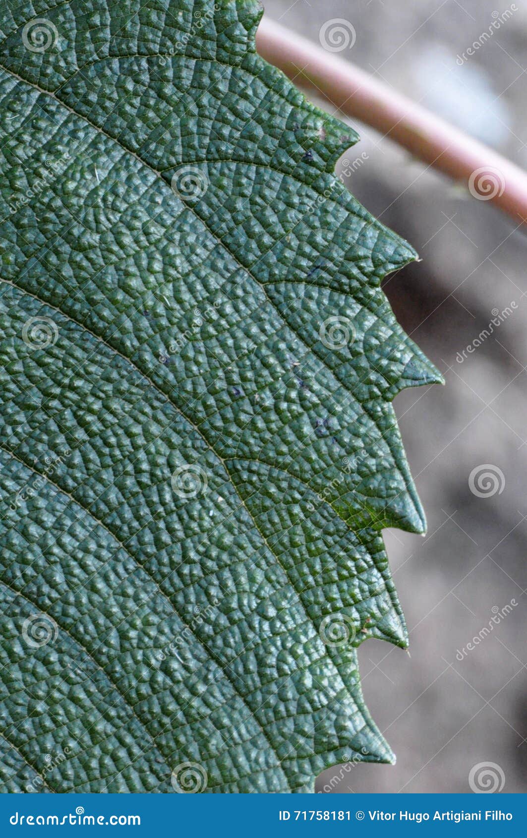 Dragon Skin imagem de stock. Imagem de densamente, diferente - 71758181