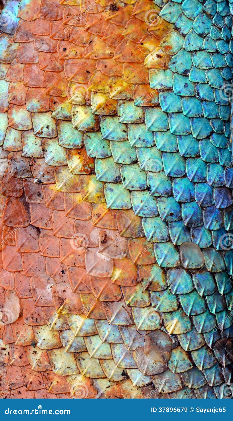 Dragon Skin Pattern Texture Stock Image - Image of abstract, beast ...