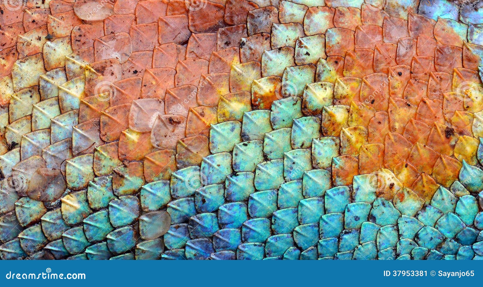 Dragon Skin Pattern Texture Royalty-Free Stock Photo | CartoonDealer ...