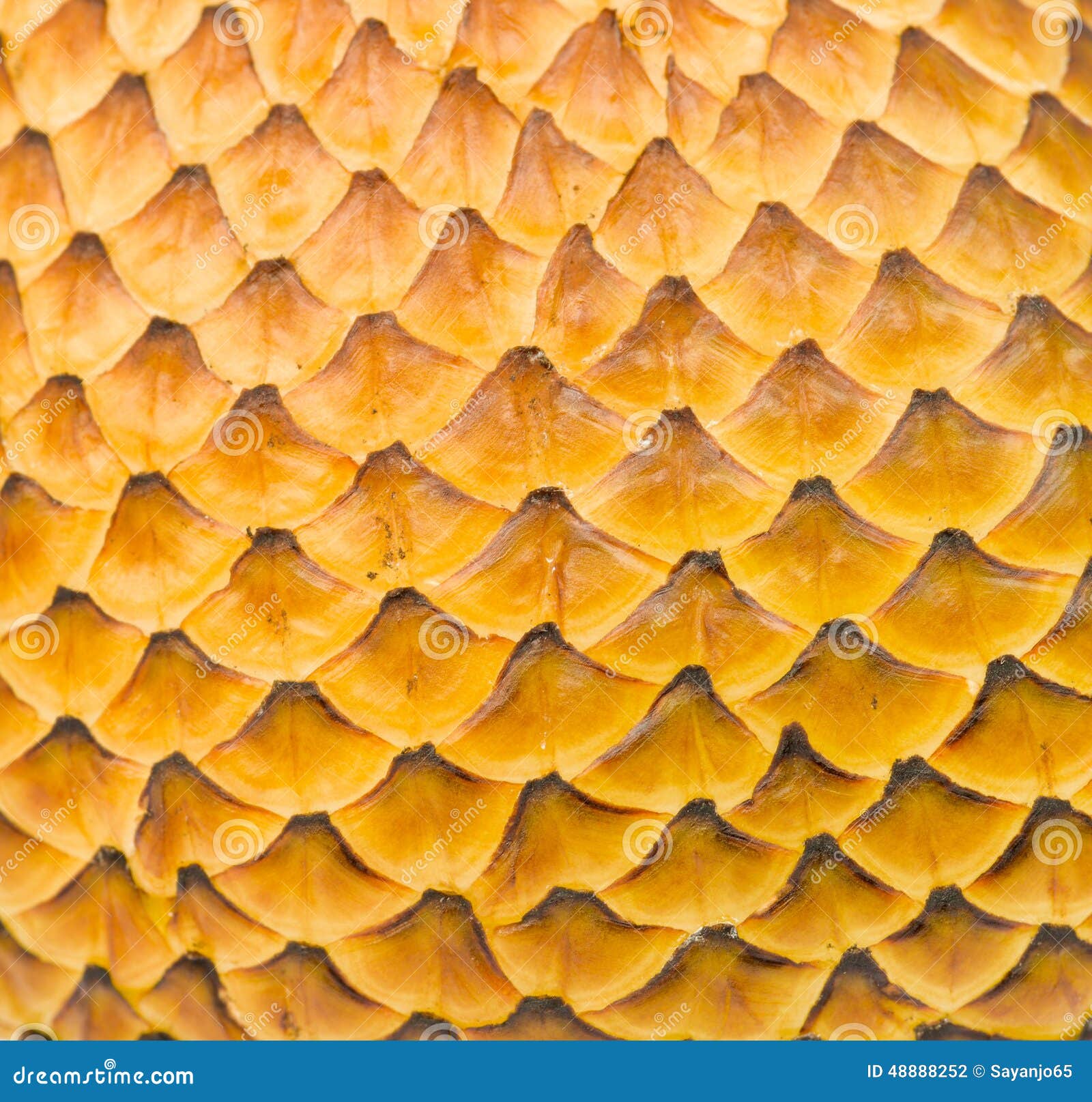 Dragon Skin Pattern Texture Background Stock Photo - Image of reptile ...