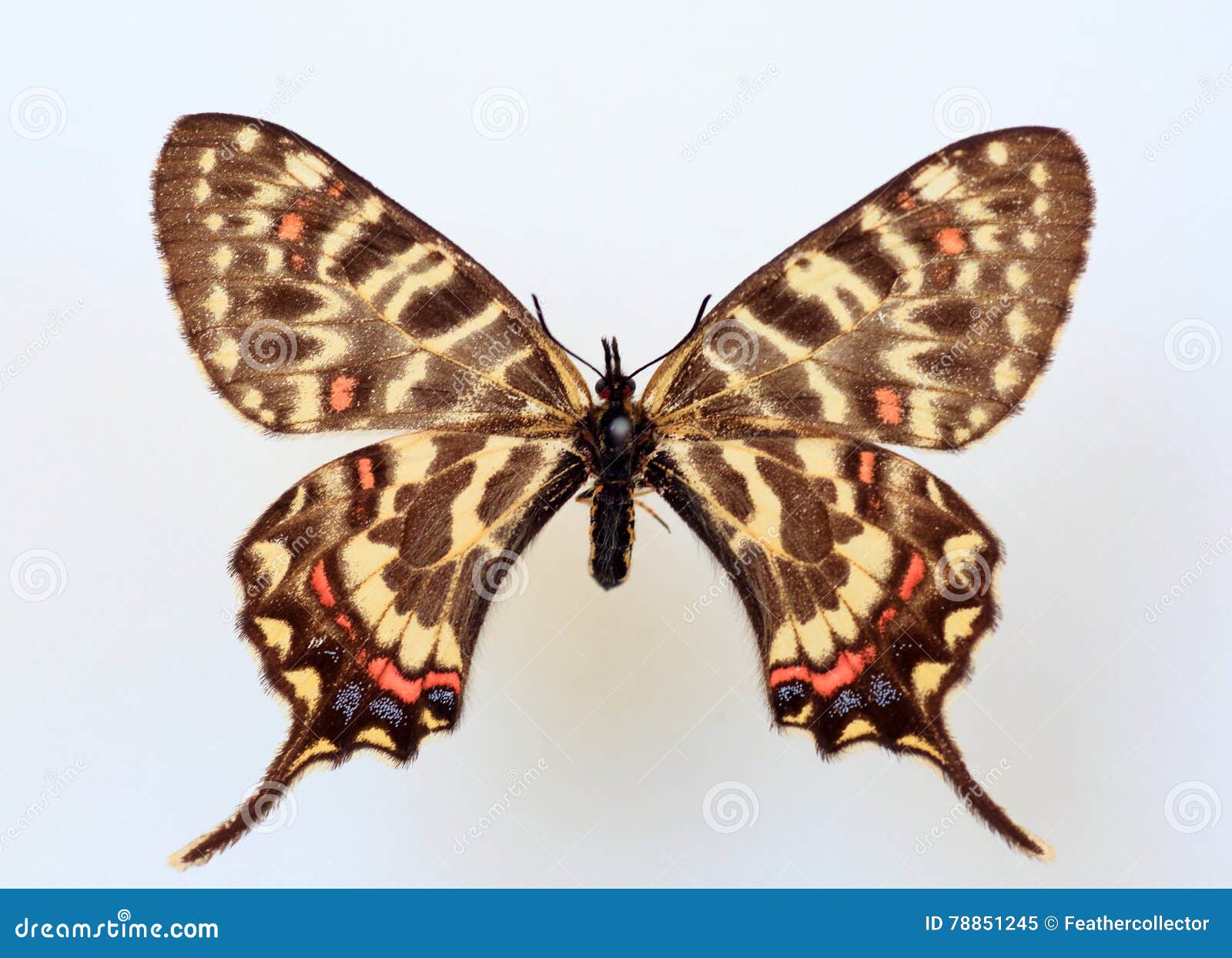 Dragon swallowtail stock image. Image of animal, sericinus - 78851245