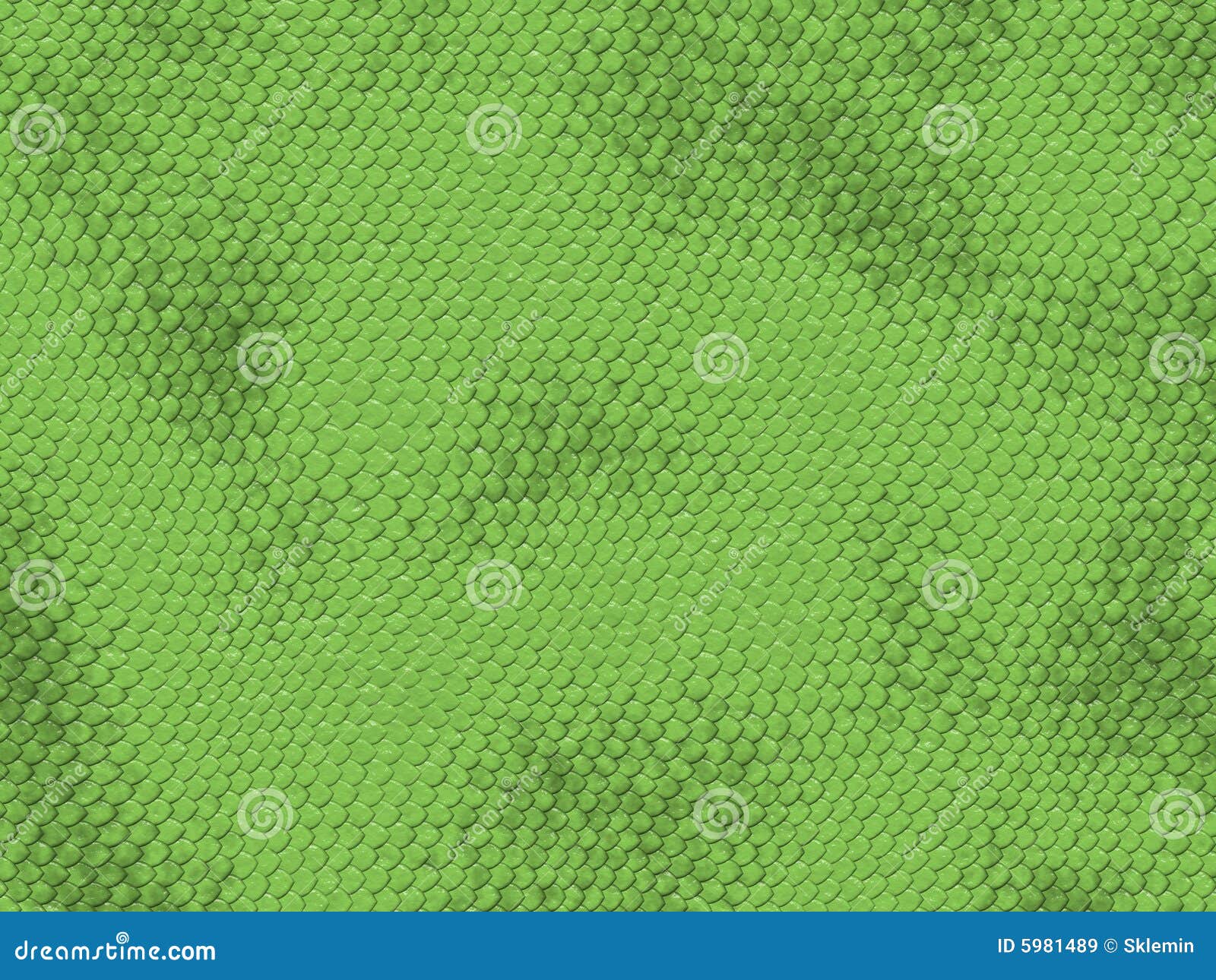 Dragon Texture Royalty-Free Stock Photography | CartoonDealer.com #5981489