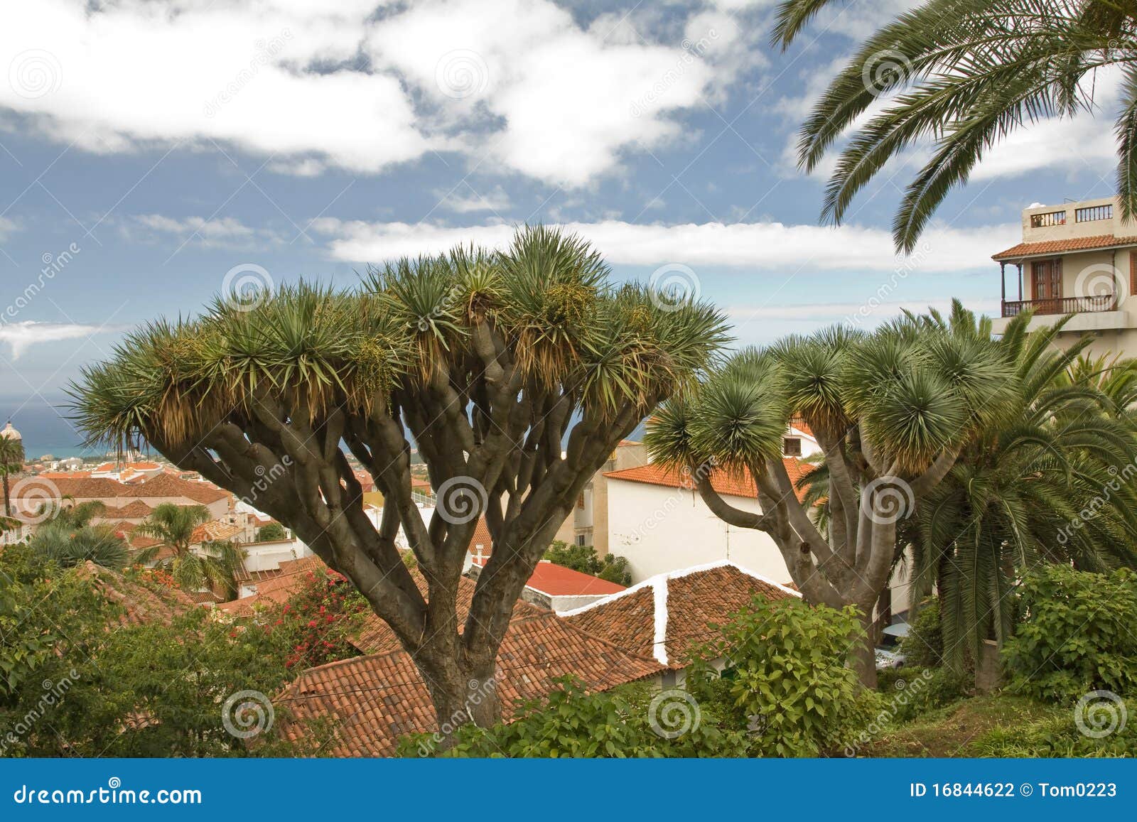 Dragon Tree Royalty-Free Stock Image | CartoonDealer.com #49399822