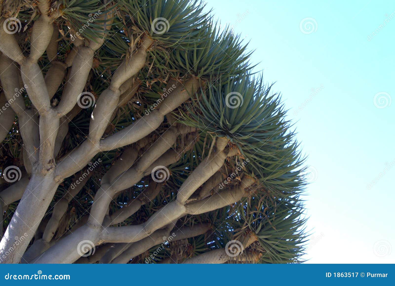 Dragon Tree stock image. Image of spain, tree, island - 1863517