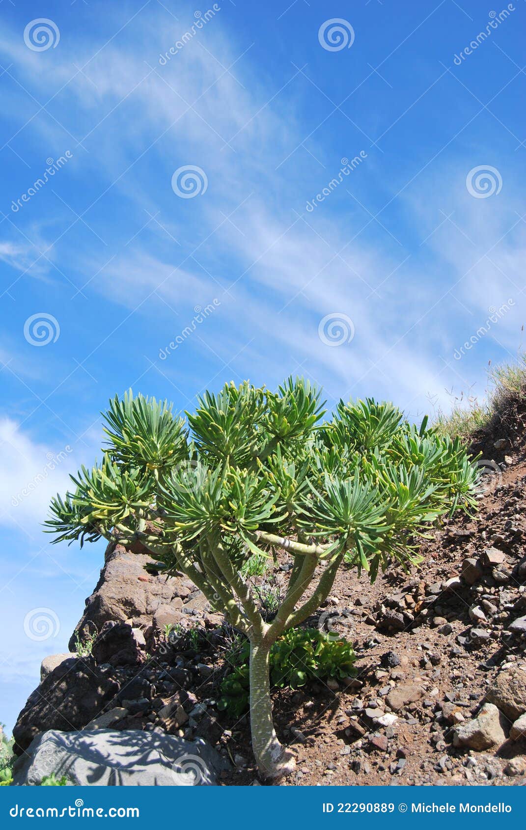 Dragon tree stock image. Image of leave, millenary, endemic - 22290889