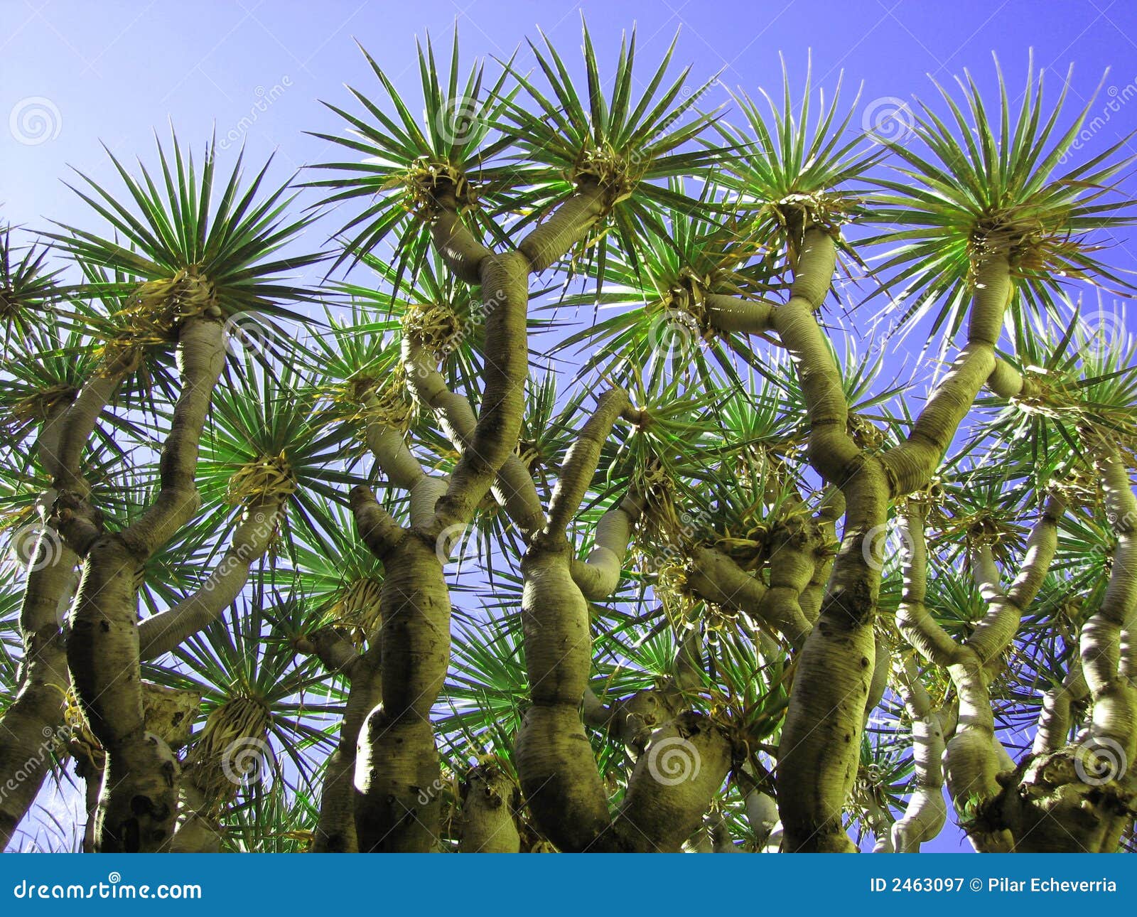 Dragon Tree Skin Texture Royalty-Free Stock Photography | CartoonDealer ...