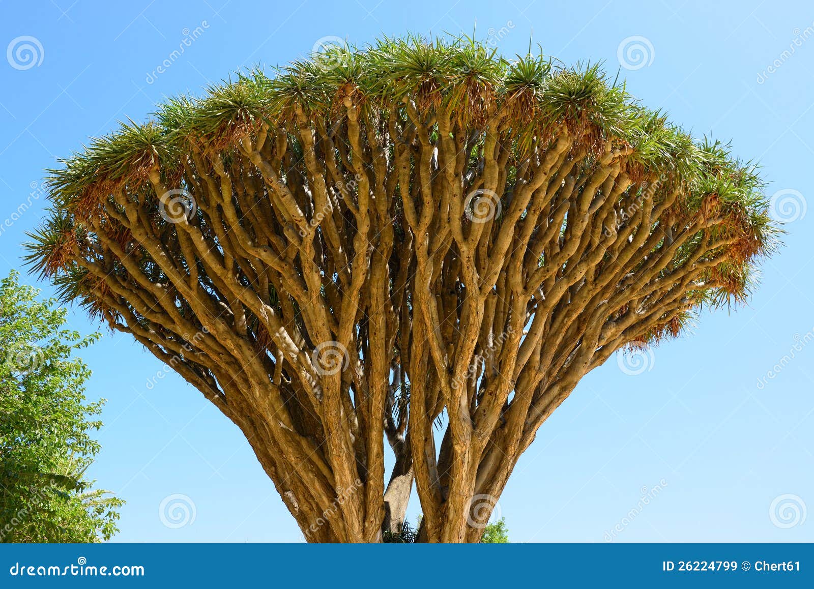 Dragon tree stock image. Image of tree, tropical, nature - 26224799