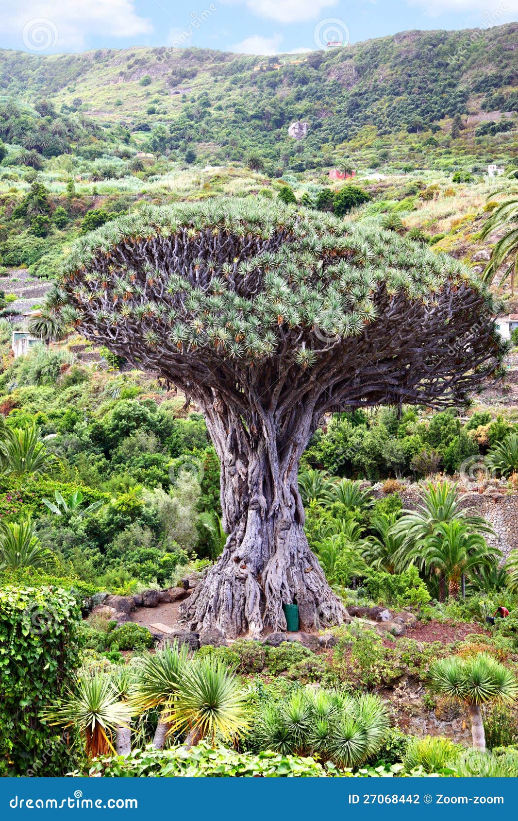 Dragon tree stock photo. Image of drago, landmark, nature - 27068442