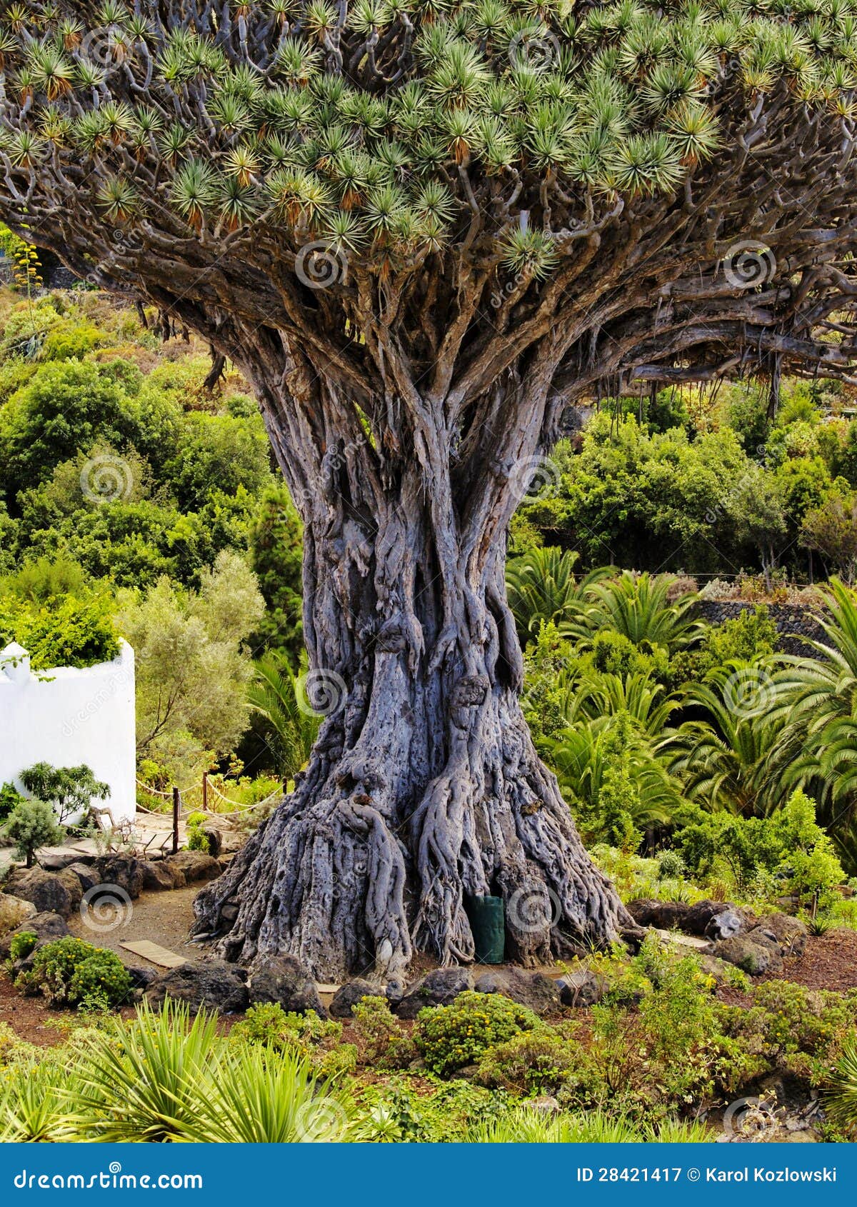 Dragon Tree stock image. Image of milenario, plant, forest - 28421417