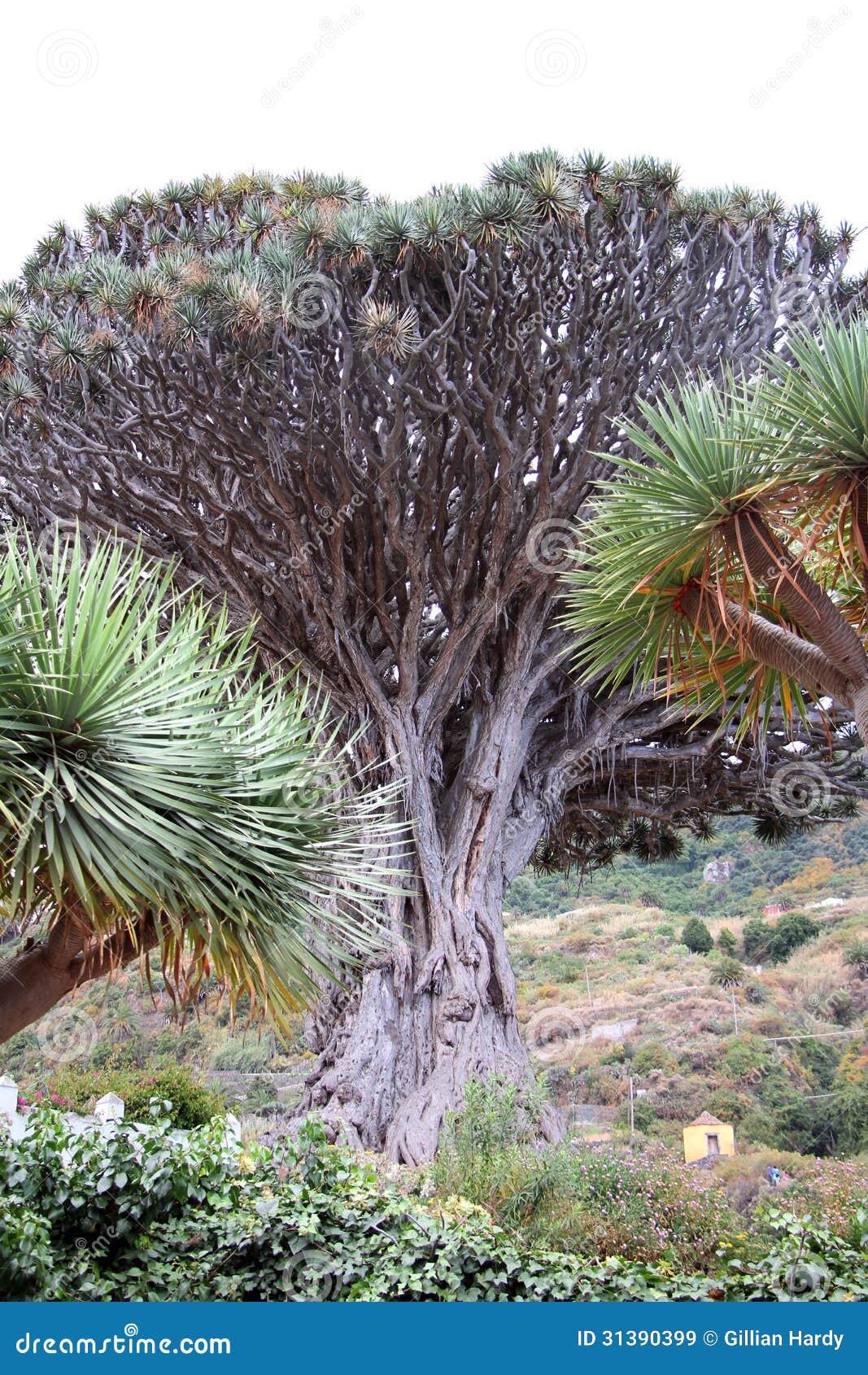 Dragon Tree stock afbeelding. Afbeelding bestaande uit vegetatie - 31390399