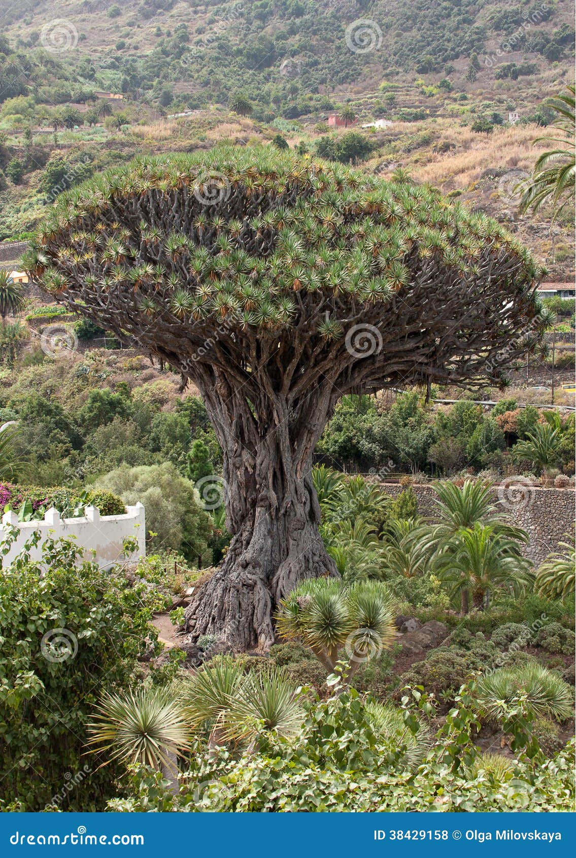 Dragon tree stock photo. Image of wildlife, outdoor, plant - 38429158