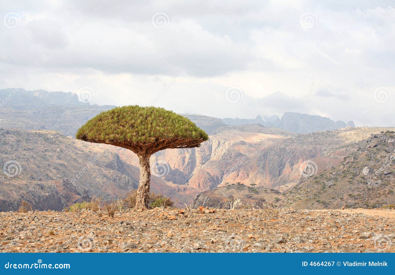 Dragon Tree Also Known As Dracaena Draco Or Drago And Other Plants And ...