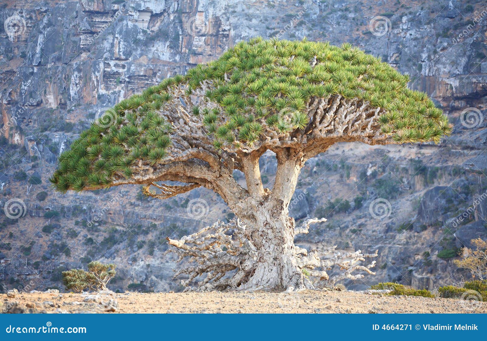 Dragon tree stock image. Image of cactus, agave, forest - 4664271