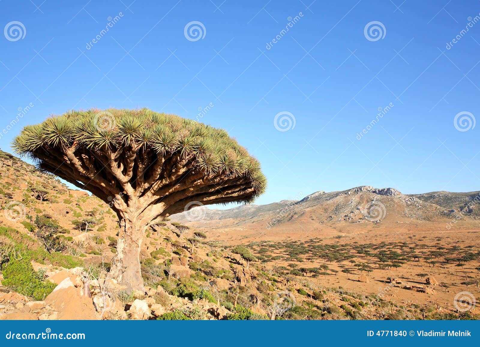 Dragon Tree Royalty-Free Stock Image | CartoonDealer.com #49399822
