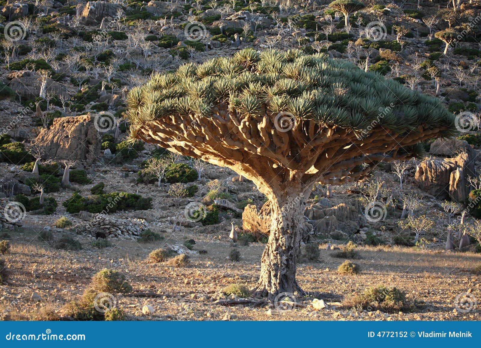 Dragon tree stock photo. Image of clouds, desert, umbrella - 4772152