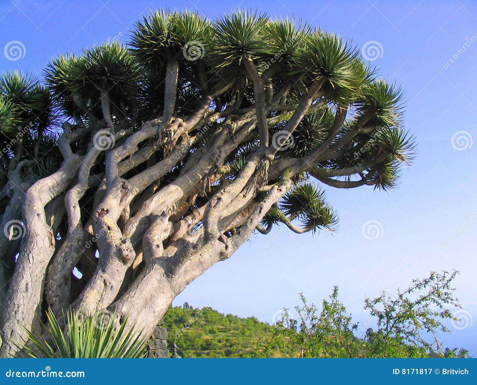 Dragon Tree Skin Texture Royalty-Free Stock Photography | CartoonDealer ...