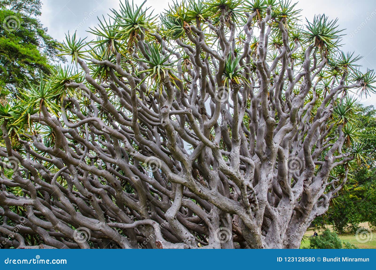 Dragon Tree with the Amazing Abstract Pattern at a Botanic Garden ...