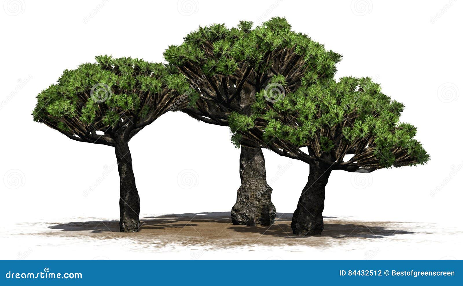 Dragon Tree Cluster - Separated on White Background Stock Illustration ...